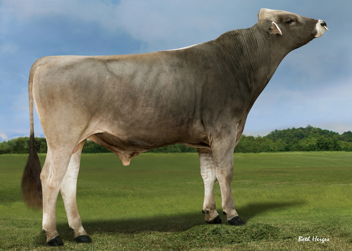 Brown Swiss Sires | New Generation Genetics